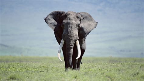 T L Charger Fonds D Cran Pour T L Phone Animaux L Phant L Phants