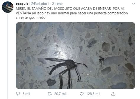 La Historia Detrás De La Foto Del Mosquito Gigante” Que Apareció En