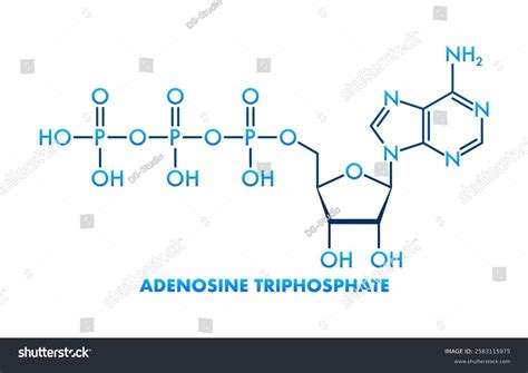 Adenosine Triphosphate Molecule Structure Showing Atoms Stock Vector Royalty Free 2583115975
