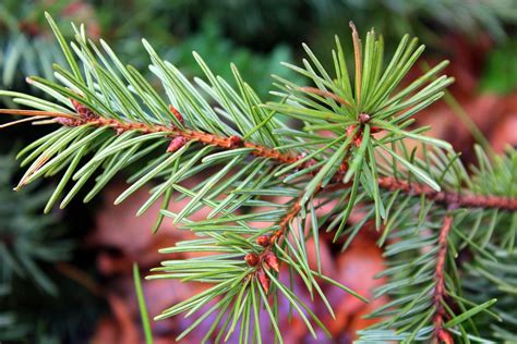 Spruce Sprig Coniferous Free Photo On Pixabay