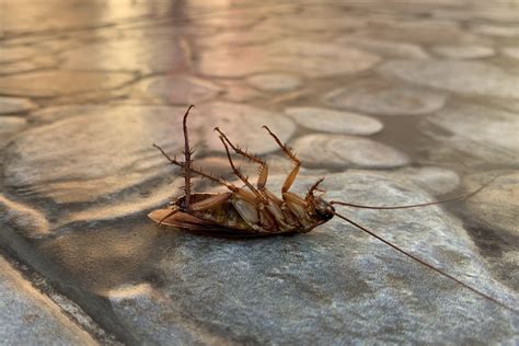 Horrifying Cockroach Behavior That Will Make You Want To Check Your Ears