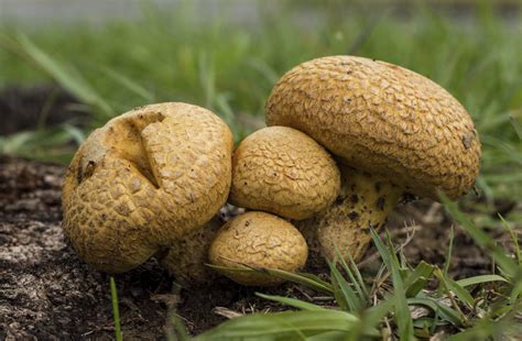 Fungus Life Cycle And Information Learn About Fungus In Gardens
