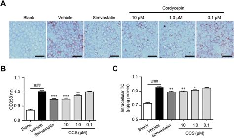 Cordycepin Cpn Inhibited Oxidized Low Density Lipoprotein
