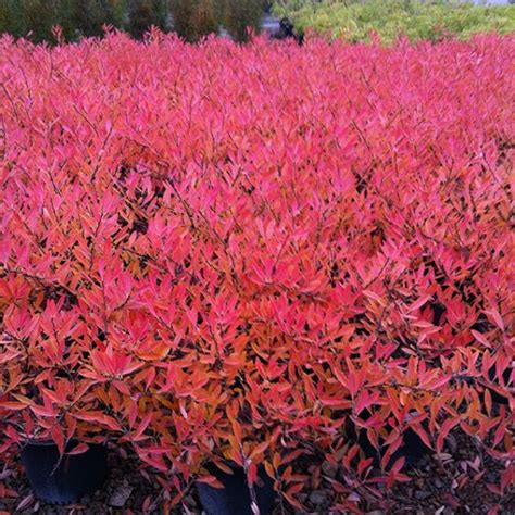Shop Pawnee Buttes Western Sand Cherry Mckay Nursery