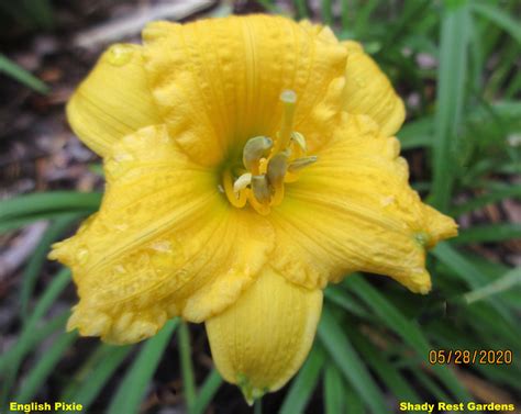 Shady Rest Gardens English Pixie