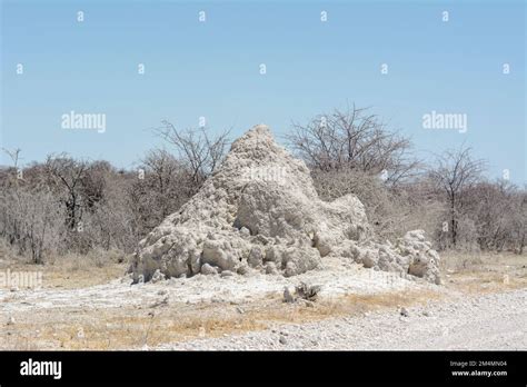 Large White Termite Mound Etosha National Park Namibia Southwest