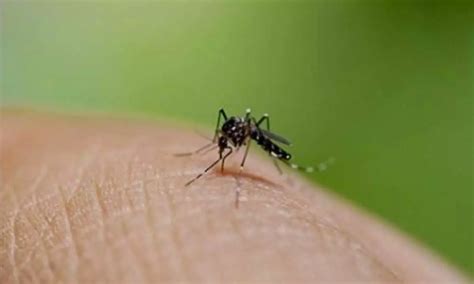 Over 58 000 Dengue Cases 38 Deaths Reported In Sri Lanka This Year