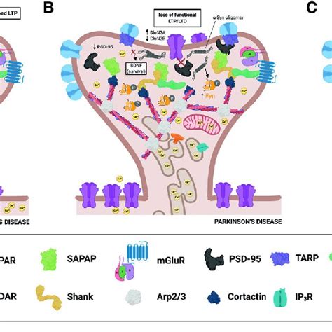 Protein Protein Interactions Of Htt In The Formation Of A Download