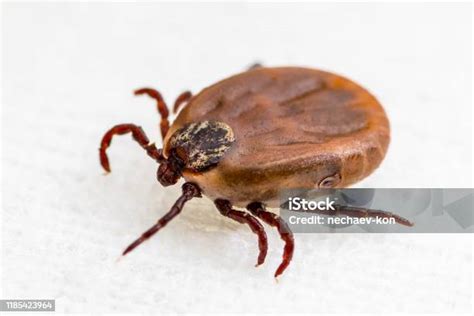뇌염 바이러스 또는 라임 보렐리아증 질환 또는 원숭이 발열 전염성 피부돌이 진드기 거미 기생충 곤충 매크로 흰색 배경에 독성