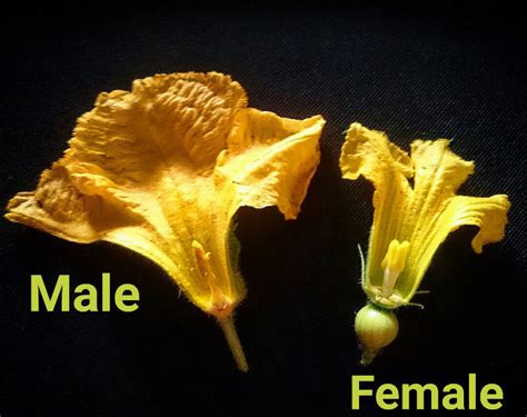 What Is The Difference Between Male And Female Flowers At Shirley