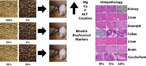 Effect Of Sainfoin Onobrychis Viciifolia Scop Seed‐based Diet On Rats A Comprehensive