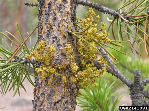American Dwarf Mistletoe Arceuthobium Americanum