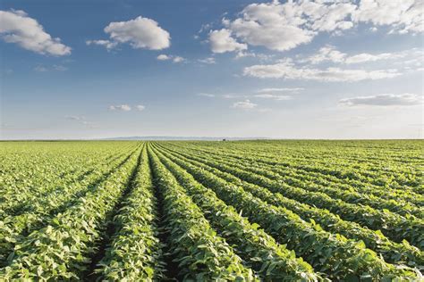Pulse Growers Urge Low Moisture Management For Seeding Manitoba Co