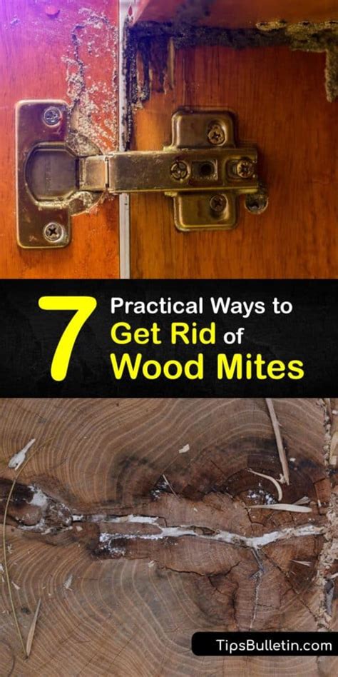7 Practical Ways To Get Rid Of Wood Mites