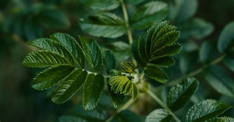 Voici les plantes qui poussent le plus vite Ça m intéresse