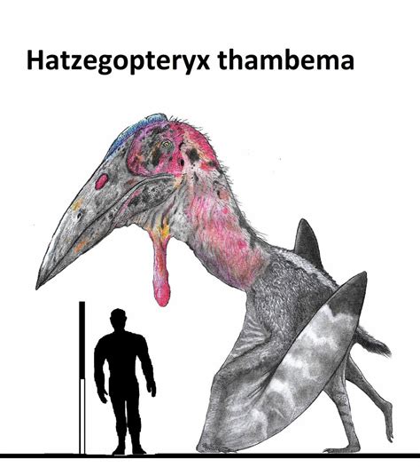 Hatzegopteryx Size