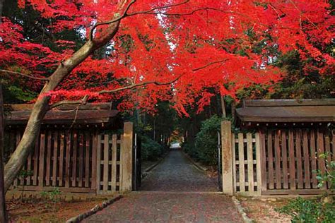 天智天皇山科陵の紅葉 2009 11 23