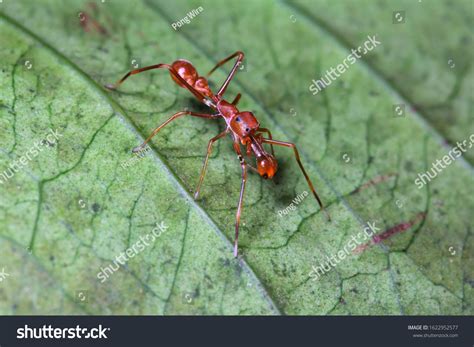 Ant Mimic Jumping Spider Over 1 940 Royalty Free Licensable Stock