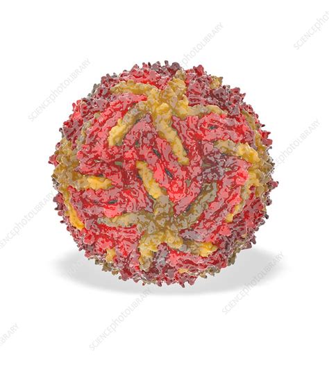 Zika Virus Molecular Model Stock Image C0298230 Science Photo