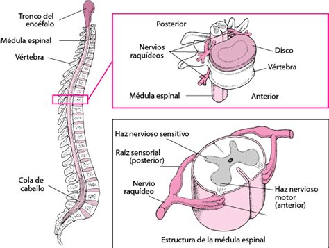 Sistema Nervioso Mind Map
