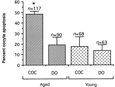 Quantitative Assessment Of Apoptosis In Oocytes Of Young And Aged Mice Download Scientific