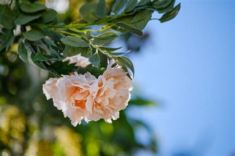 푸른 하늘을 배경으로 꽃잎과 나뭇잎이 매달려 있는 아름다운 꽃의 장식용 아치형 통로 0명에 대한 스톡 사진 및 기타 이미지 0명 개화기 건축물 Istock