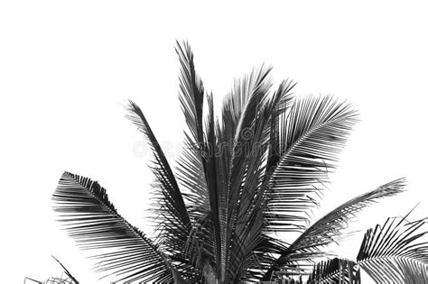 Silhouette Tree Branch Isolated With White Background And With Clipping Path Stock Image Image