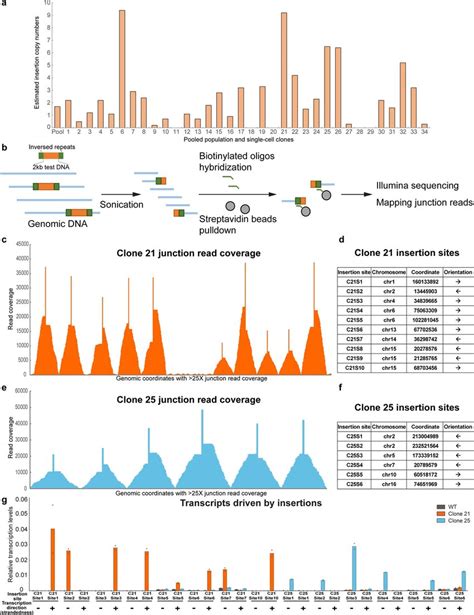 Generation And Characterization Of Transposon Genome Edited Clones With Download Scientific