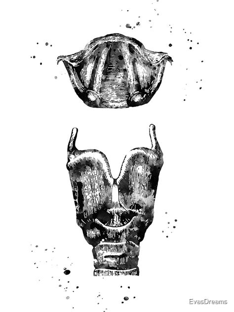 Lámina Fotográfica Anatomía De Laringe Y Laringe De Evasdreams