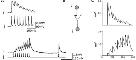 Short Term Plasticity In Experiment And Simulation A Experimental