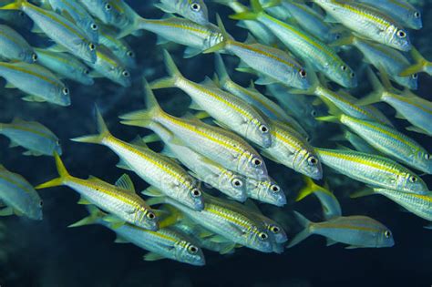 Школа Yellowfin Goatfish (Mulloidichthys vanicolensis); остров Гавайи ...