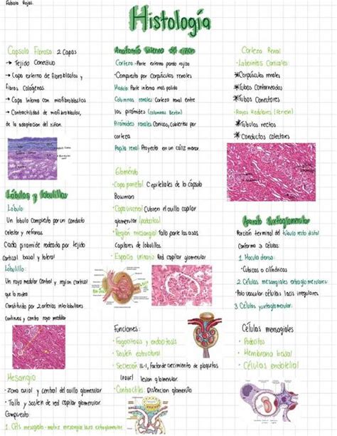 Histología Del Sistema Urinario Fabiola Rojas uDocz