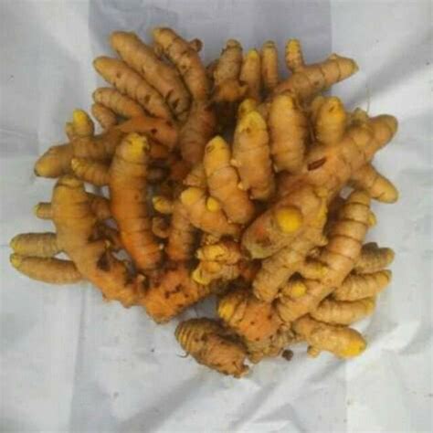 Jual Kunir Kunyit Harga Kg Shopee Indonesia