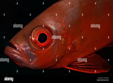Glass Eye Snapper Edible At Mary Nugent Blog