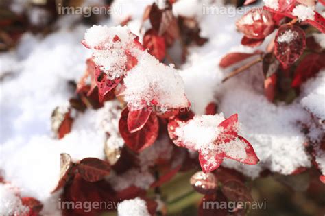 【雪の積もった庭の植物】の画像素材24036635 写真素材ならイメージナビ