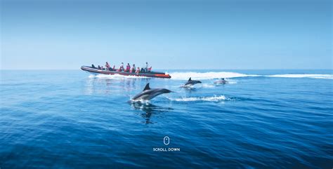 Dolphin Trips Vilamoura