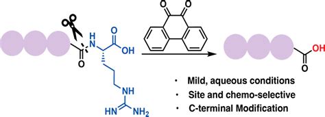 C Terminal Arginine Selective Cleavage Of Peptides As A Method For Mimicking Carboxypeptidase B
