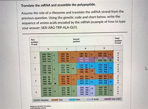 Solved Translate The Mrna And Assemble The Polypeptide Assume The