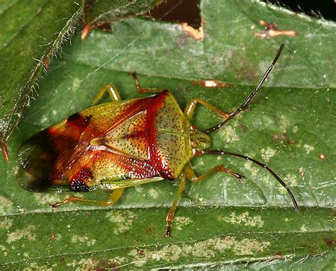 Red Cross Shield Bug Elasmostethus Cruciatus Bugguide