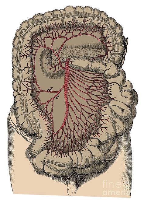 Superior Mesenteric Artery Photograph By Science Source Fine Art America