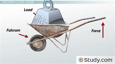 Body Levers Types Functions Examples Lesson Study Com