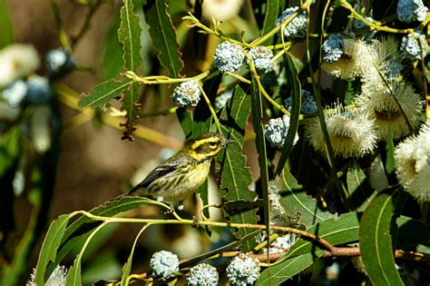 클로즈업 타운센드의 비의 유 칼 리 나무 지점에 자리 잡고 0명에 대한 스톡 사진 및 기타 이미지 0명 깃털 꽃 나무 Istock