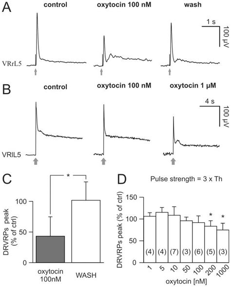 A The Monosynaptic Response Elicited By Stimulating The Homologous Dr