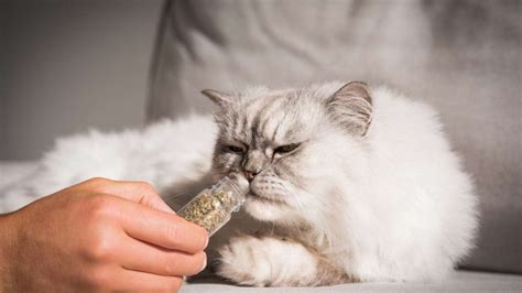 Can A Cat Have Too Much Catnip Can Cats Overdose On Catnip My British Shorthair Cat