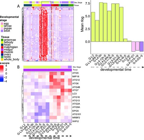 Gene Expression In The Midgut A Left Heatmap Of Z Scores For