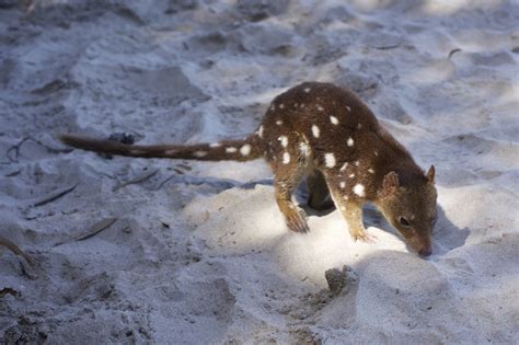 Spotted Tailed Quoll From Southwest National Park Southwest Tas Au