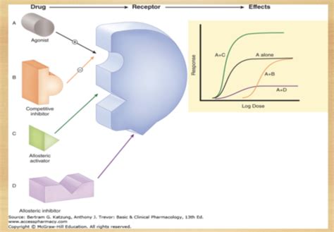 Lecture Flashcards Quizlet Lecture Flashcards Quizlet