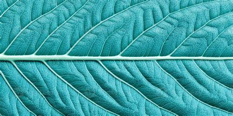 A Close Up View Of A Vibrant Teal Leaf Texture Displaying Its Intricate