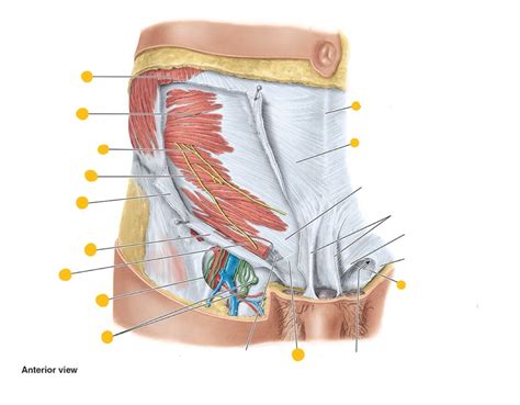 Diagram of Anterior View of Abdominal Wall | Quizlet