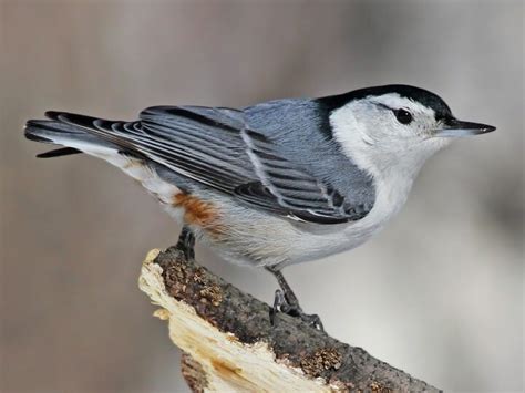 White Breasted Nuthatch Celebrate Urban Birds